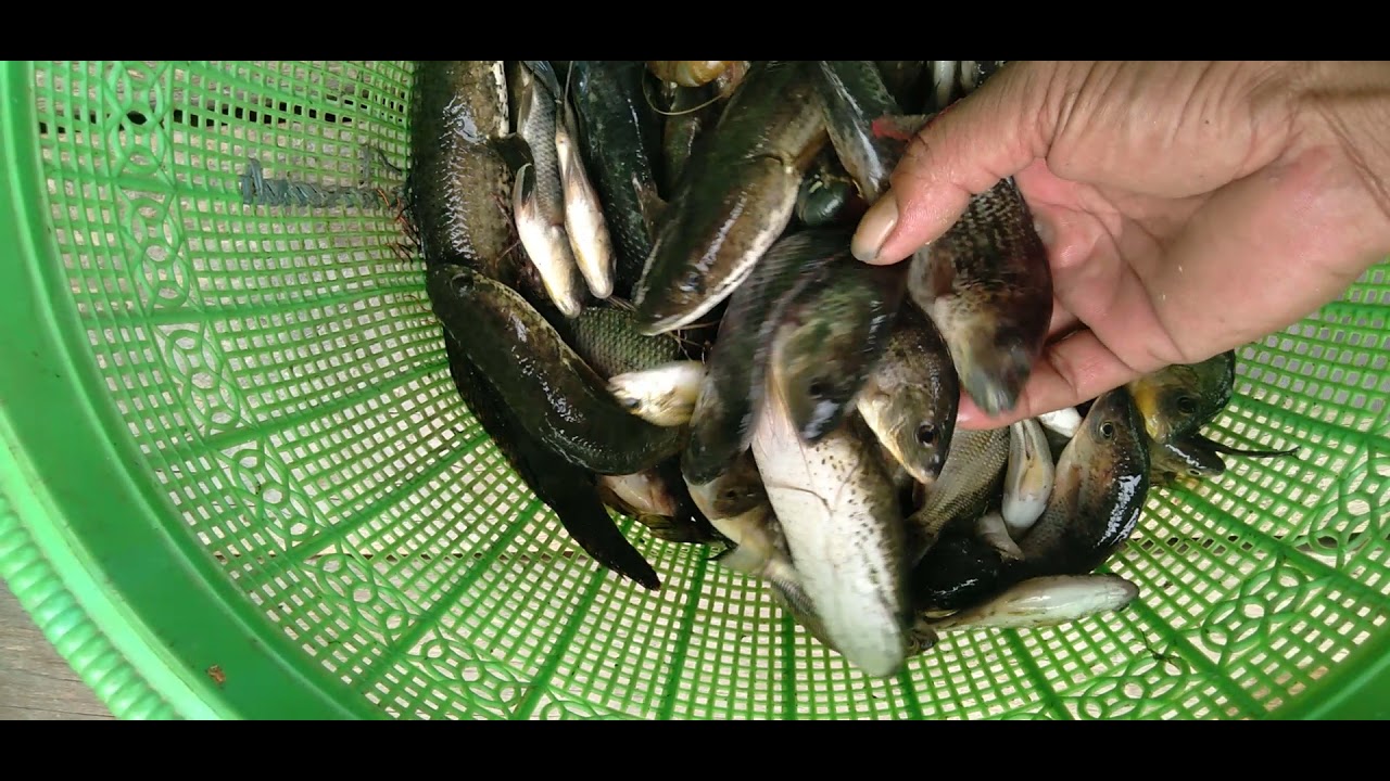 Strum ikan mujair - YouTube