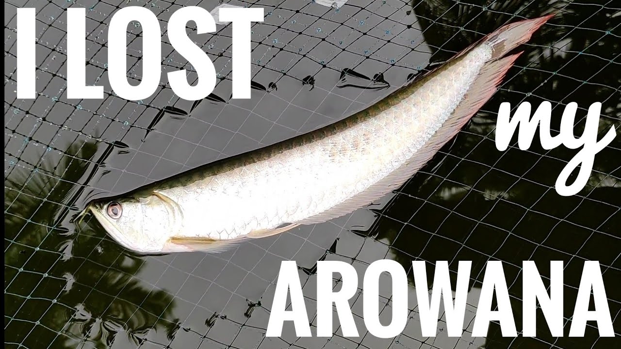 My arowana fish is no more😞arowana dead. - YouTube