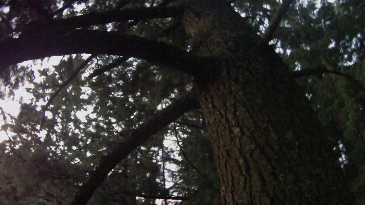 Higher Places - 200 foot pine tree climb free solo - YouTube