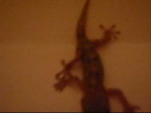 lizards - gheckos swimming in the bath ... - YouTube