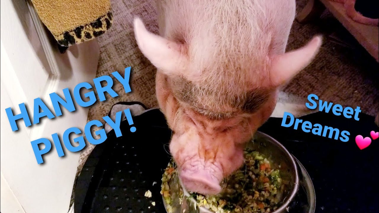 Sammy the Not So Mini Pig was Hangry tonight | Sweet Dreams - YouTube