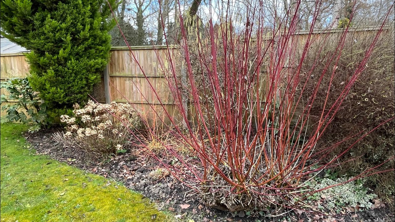 Cutting Back Dogwoods ( Cornus ) How to Prune them! - YouTube