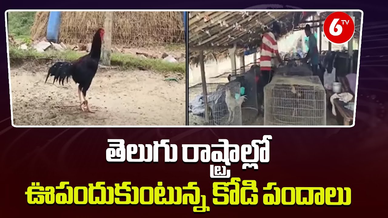 Kodi Pandalu in AP | తెలుగు రాష్ట్రాల్లో ఊపందుకుంటున్న కోడి పందాలు ...