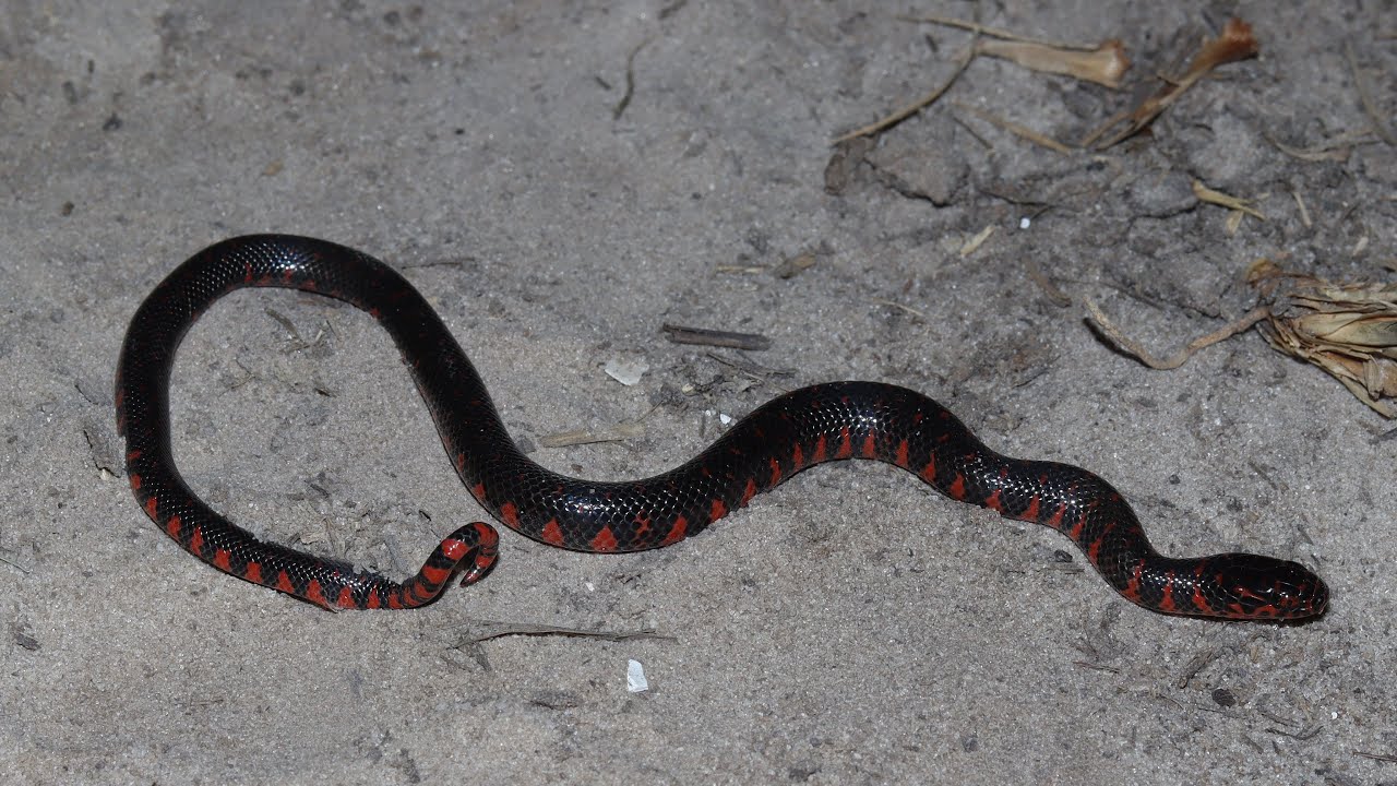 South Florida Herping: Mud Snake, Bellowing Alligators, Dwarf Siren ...