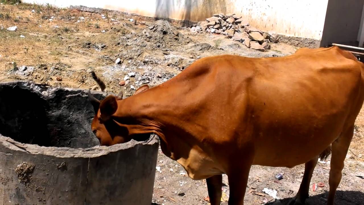 dumpster diving cow - YouTube