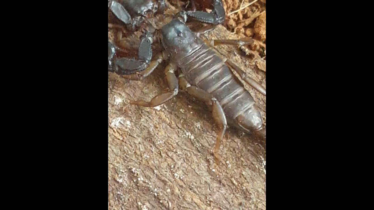 Scorpion breeding - YouTube