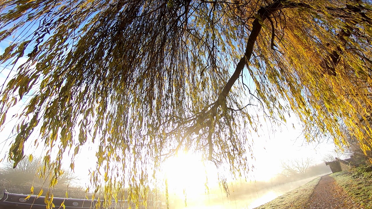Weeping Autumn Willow Tree - YouTube