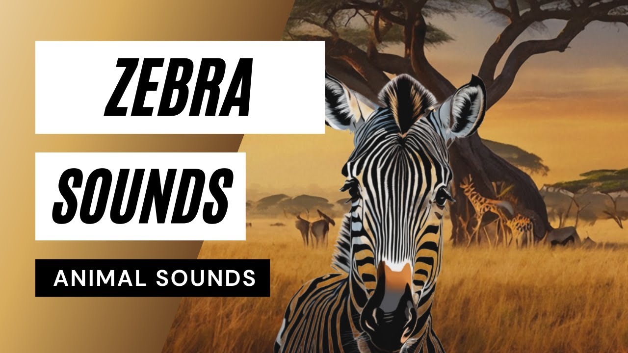 Animal Sounds: Zebra Sounds - 🦓zebra sound zebra voice / real animal ...