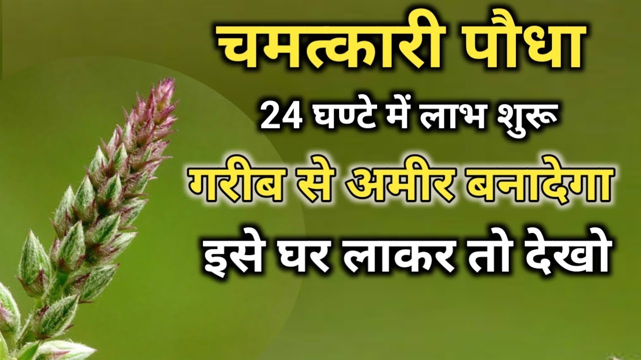 अपामार्ग पौधा / Apamarga Plant /अपामार्ग /चिरचिटा की जड़ /Chirchita Ke ...