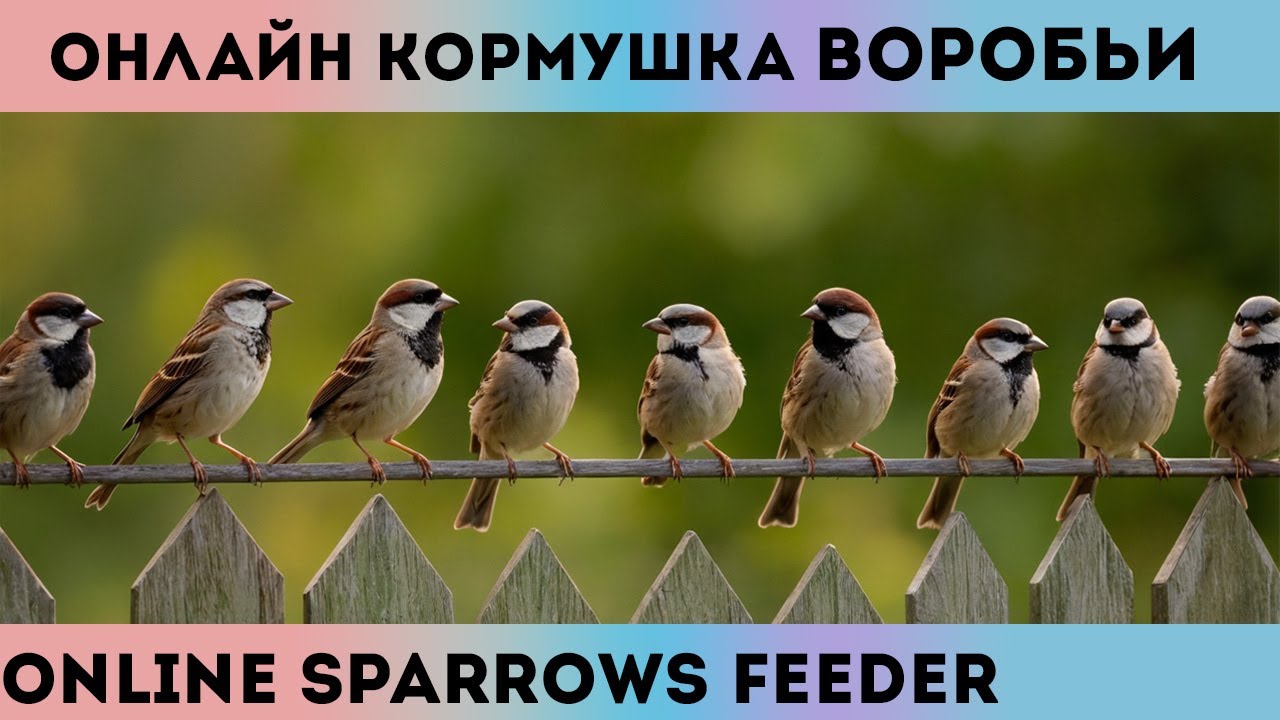 Кормушка для птиц онлайн ВОРОБЬИ / Bird feeder online SPARROWS - YouTube