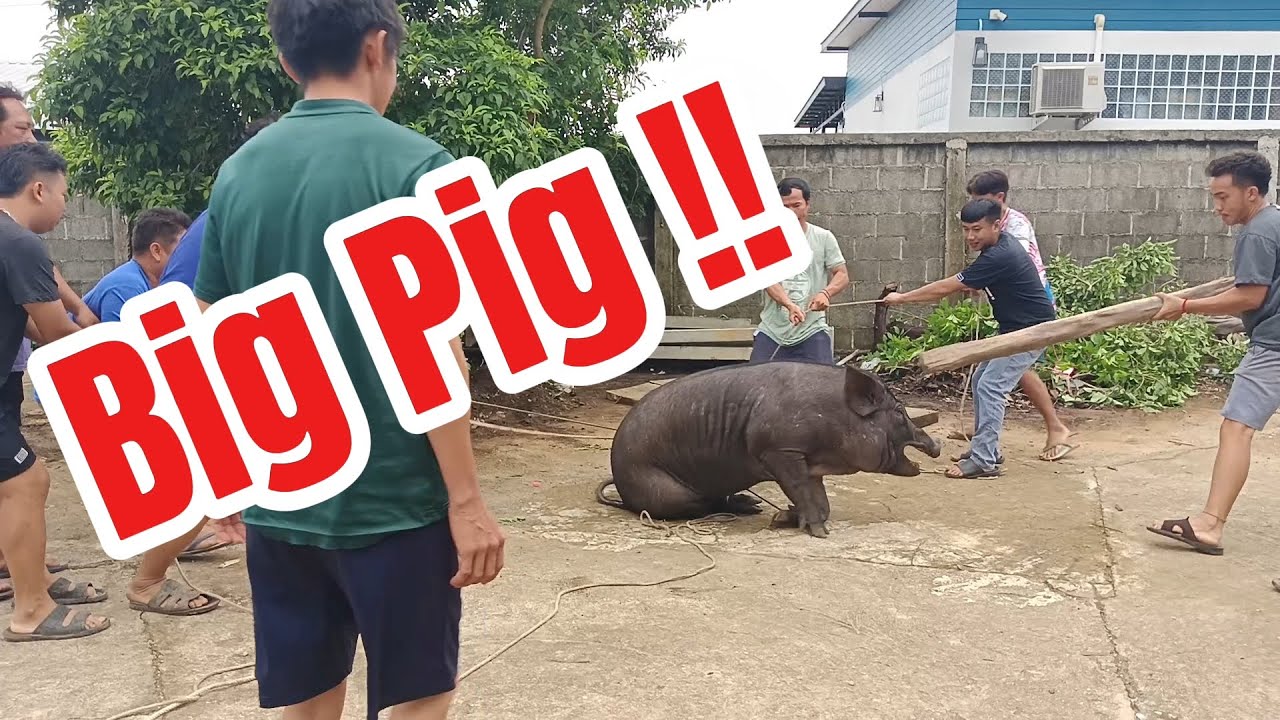 ntes npua loj heev 04/6/2024 - YouTube