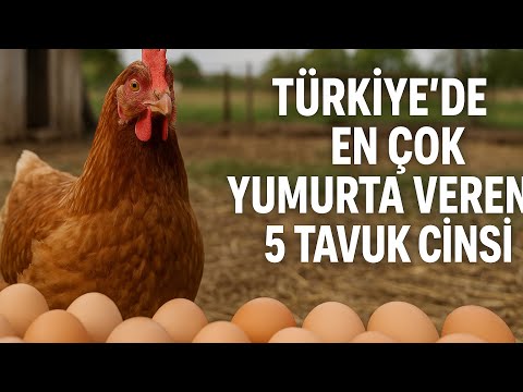 En Çok Yumurta Veren 5 Tavuk Cinsi