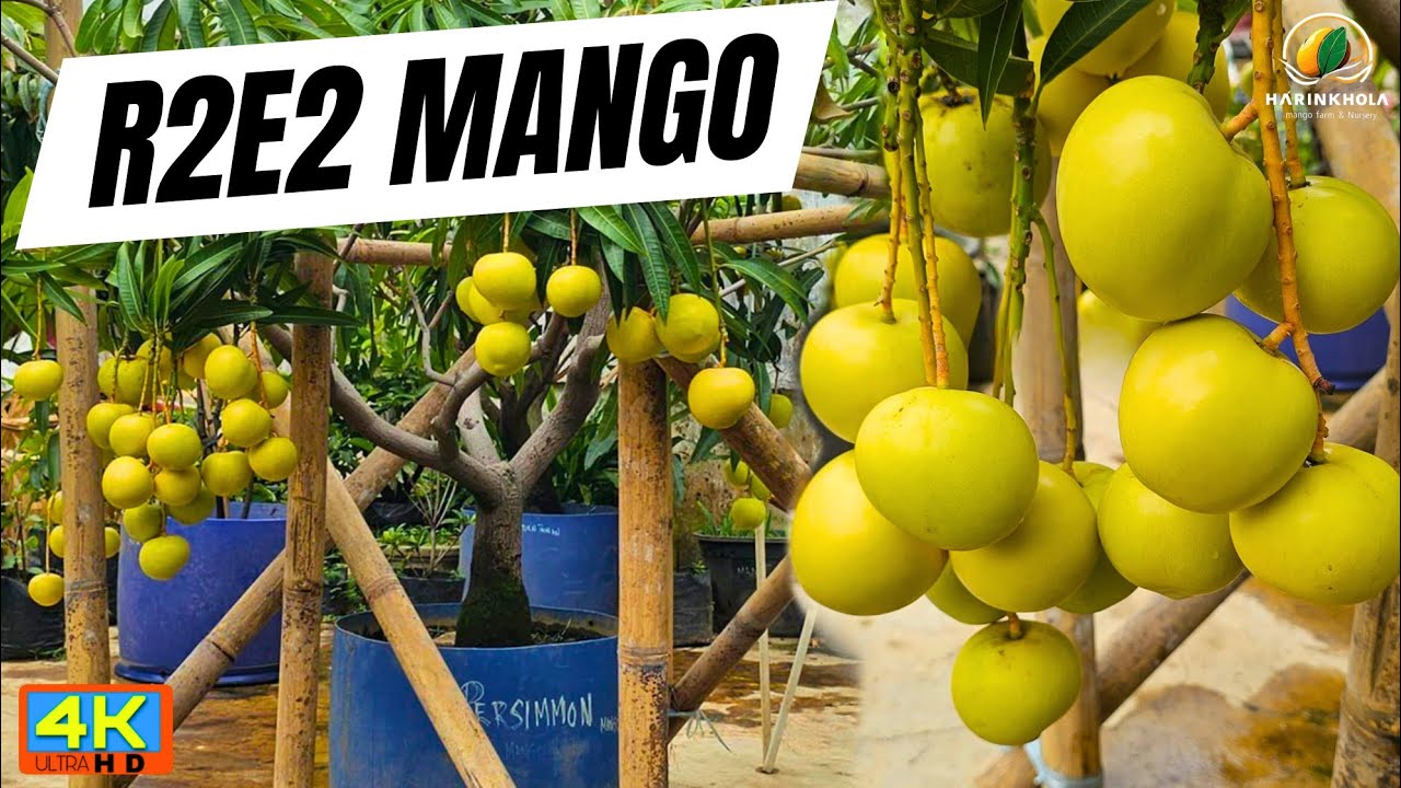 R2E2 mango tree - YouTube
