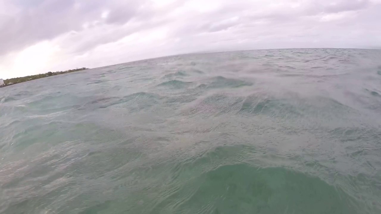 Samoa Highlights - Giant Sea Turtles near Namua Island, Samoa (off ...