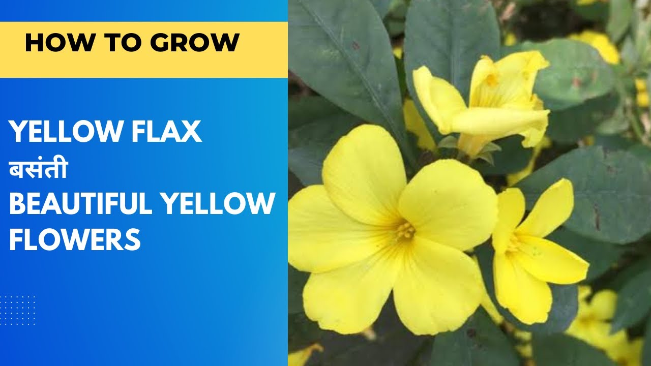 Yellow Flax Basanti Golden Girl Reinwardtia indica बसंती Pyoli Bright ...