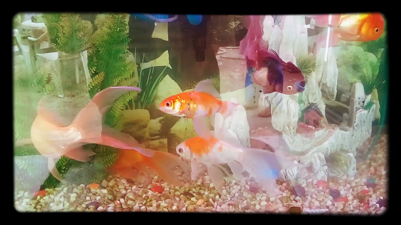 Comedy fish - YouTube