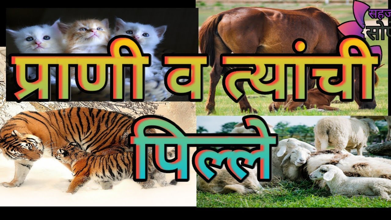 प्राणी व त्यांची पिल्ले नावे/ प्राण्यांच्या पिल्लांची नावे मराठी/prani ...
