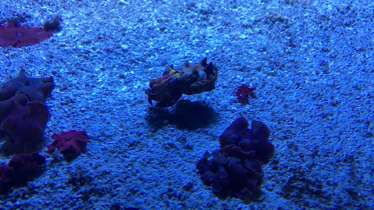 Tiny Cuttlefish - YouTube