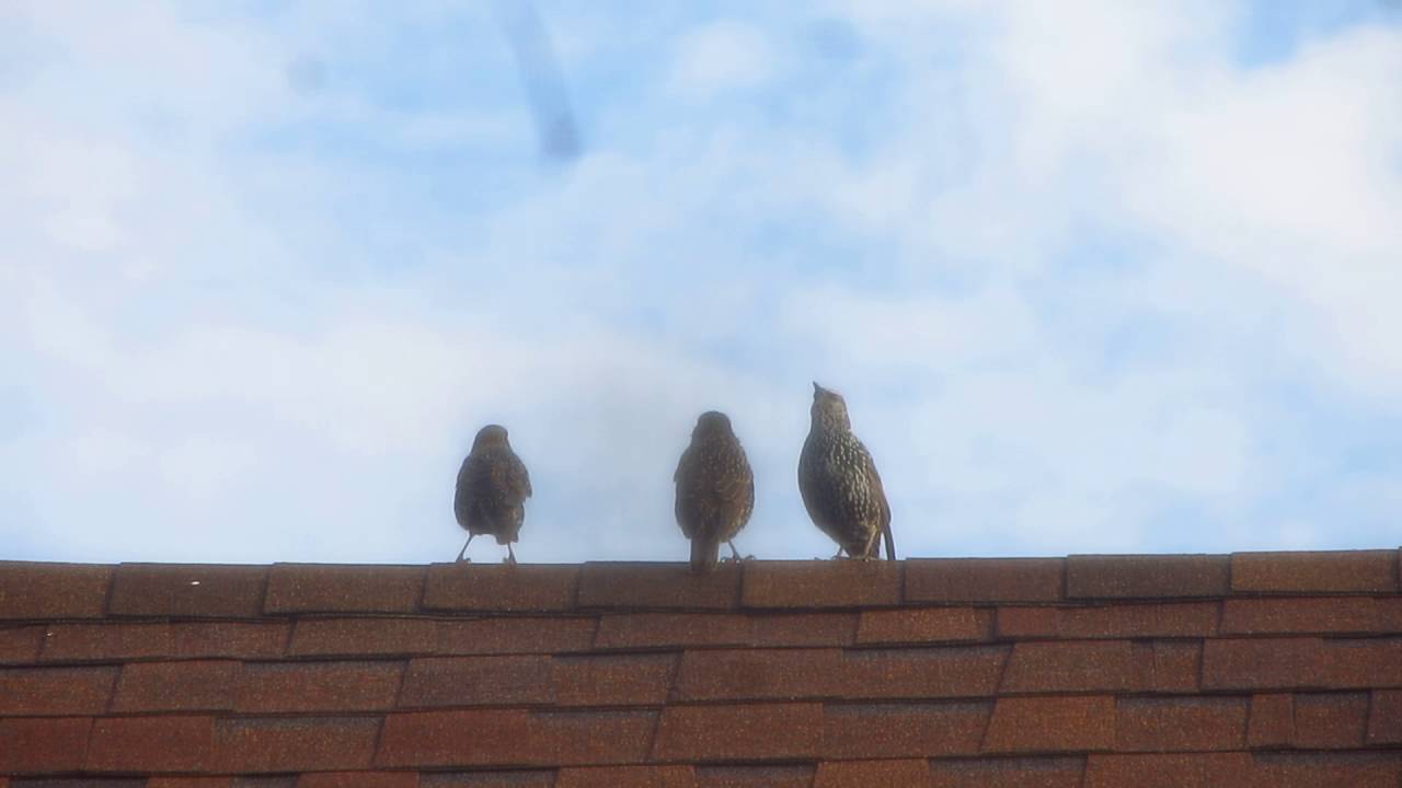 European Starlings (Various calls and mimicry) - YouTube
