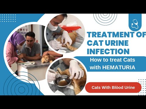 HOW TO TREAT CATS WITH HEMATURIA ( BLOOD URINE ) - YouTube