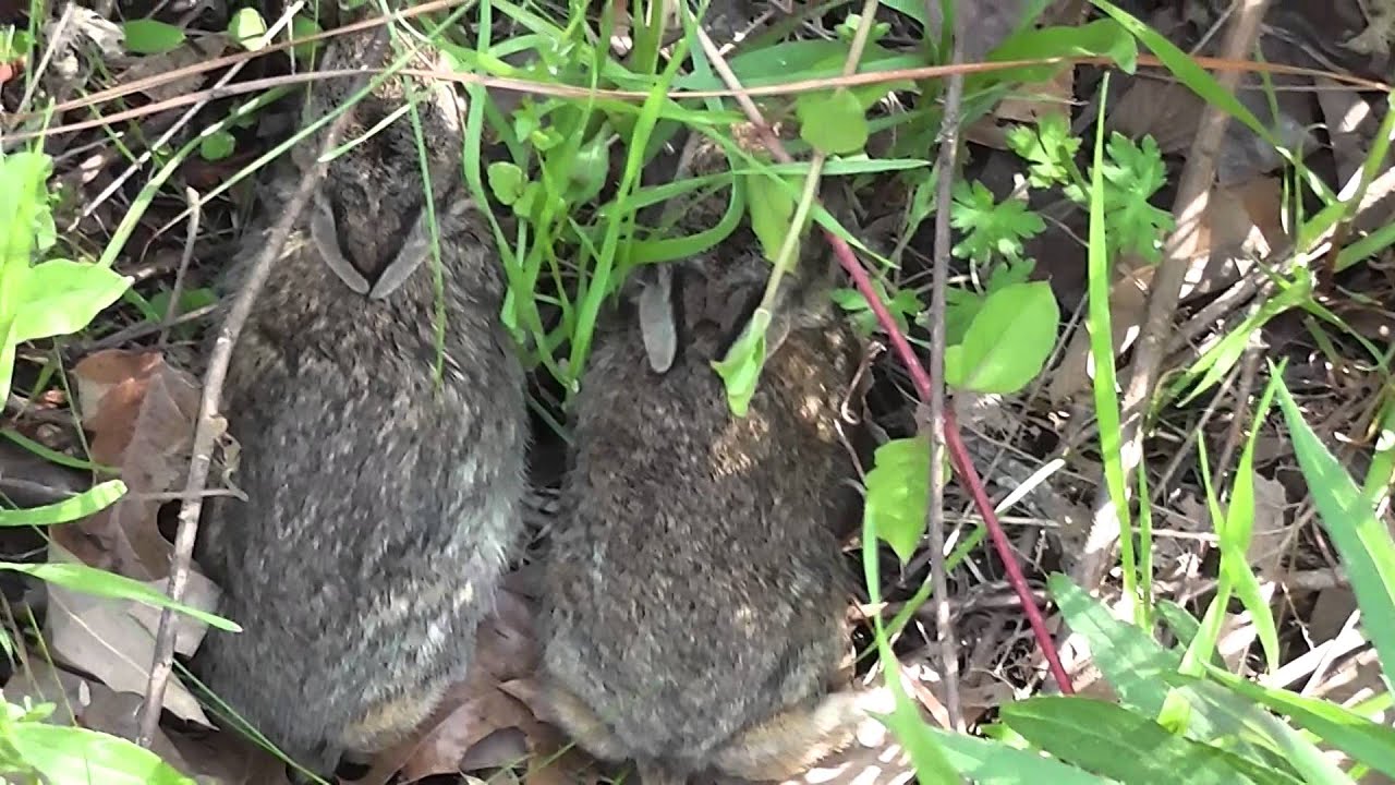 rabbit release - YouTube