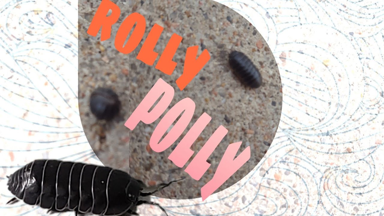 Rolly polly[]turn into a ball[]ngreer - YouTube