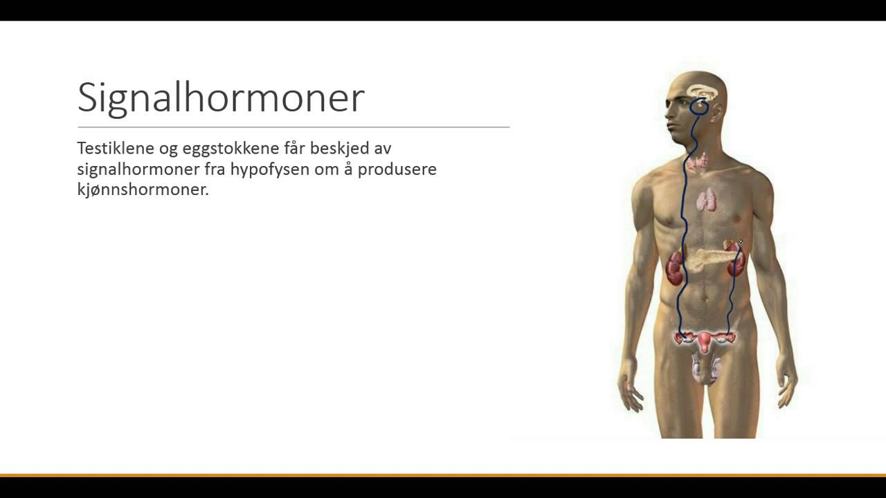 Hvordan kroppen regulerer hormonproduksjonen - YouTube