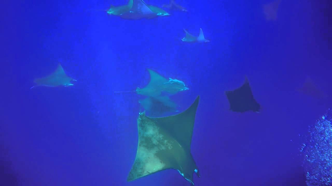 Princess Alice seamount, Azores - YouTube