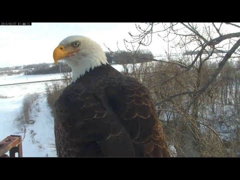 MNBound Eagles Look for Brood Patch & Prey Offering 3-7-13 - YouTube