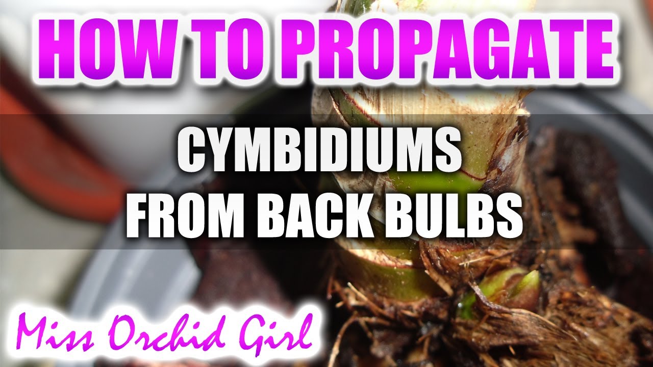 Propagating Cymbidiums from back bulbs - YouTube