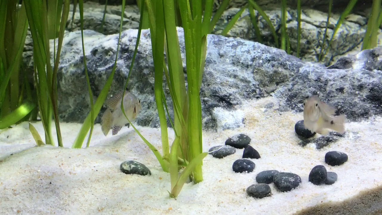 Pseudocrenilabrus sp. “Lake Chila” - YouTube