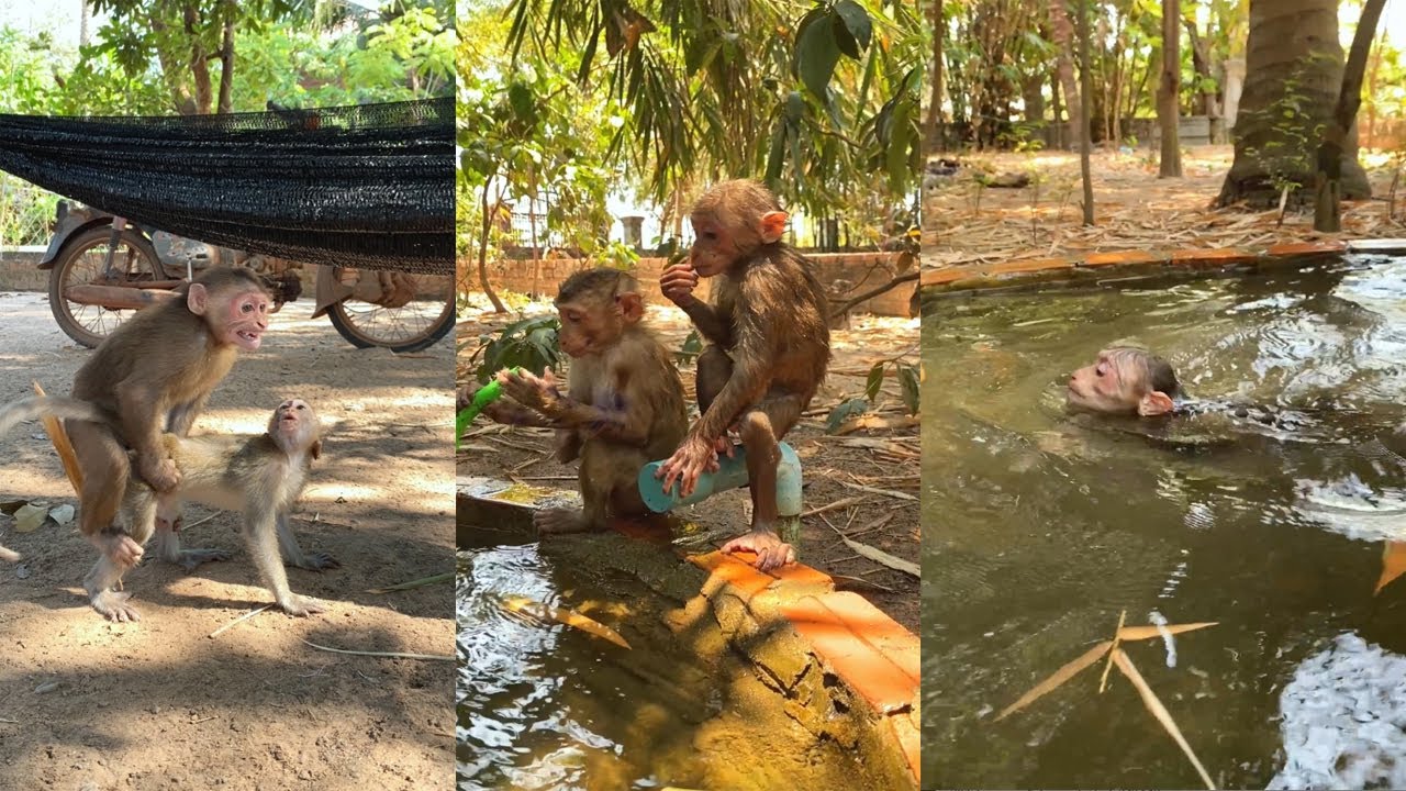 Group of cutie babies monkeys come to play and swim so happy in water # ...