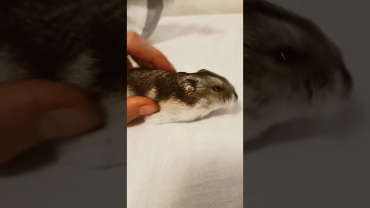 cute hamster sleep 3 - YouTube