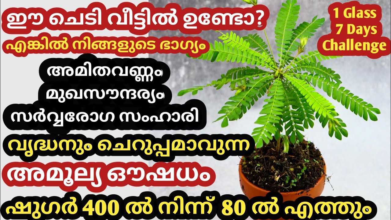 💯 മുറ്റത്തും പറമ്പിലും ഉള്ള ഈ ചെടി നമ്മുടെ ഭാഗ്യമാണ് പറിച്ച് കളയരുത് ...