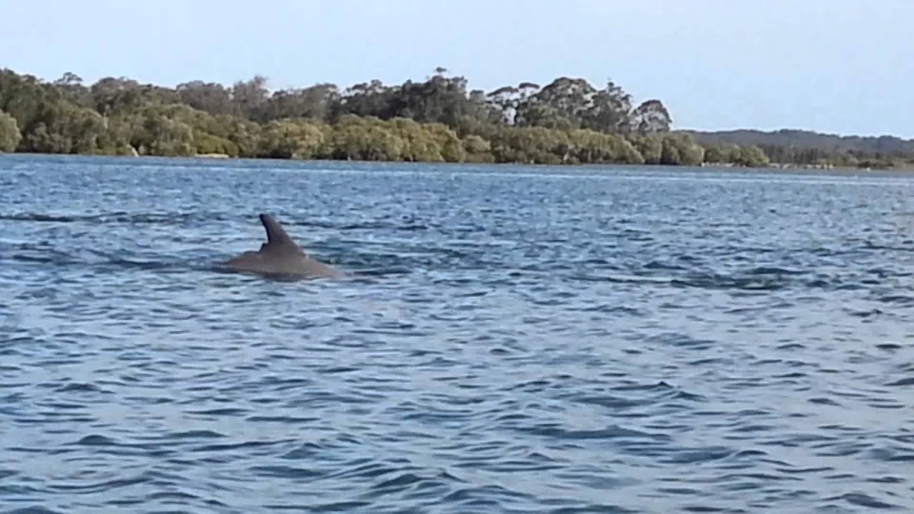 Kevin the dolphin - YouTube