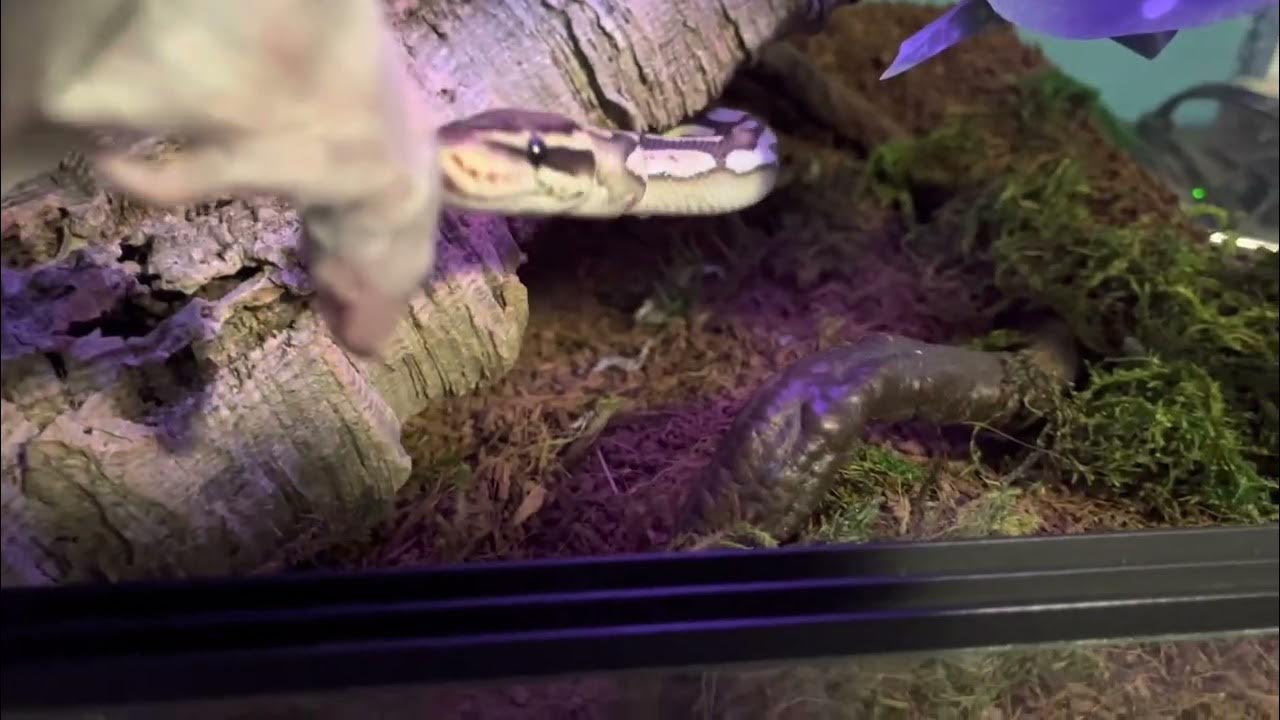 Ball python eating mouse (mice were harmed in the making of this video ...