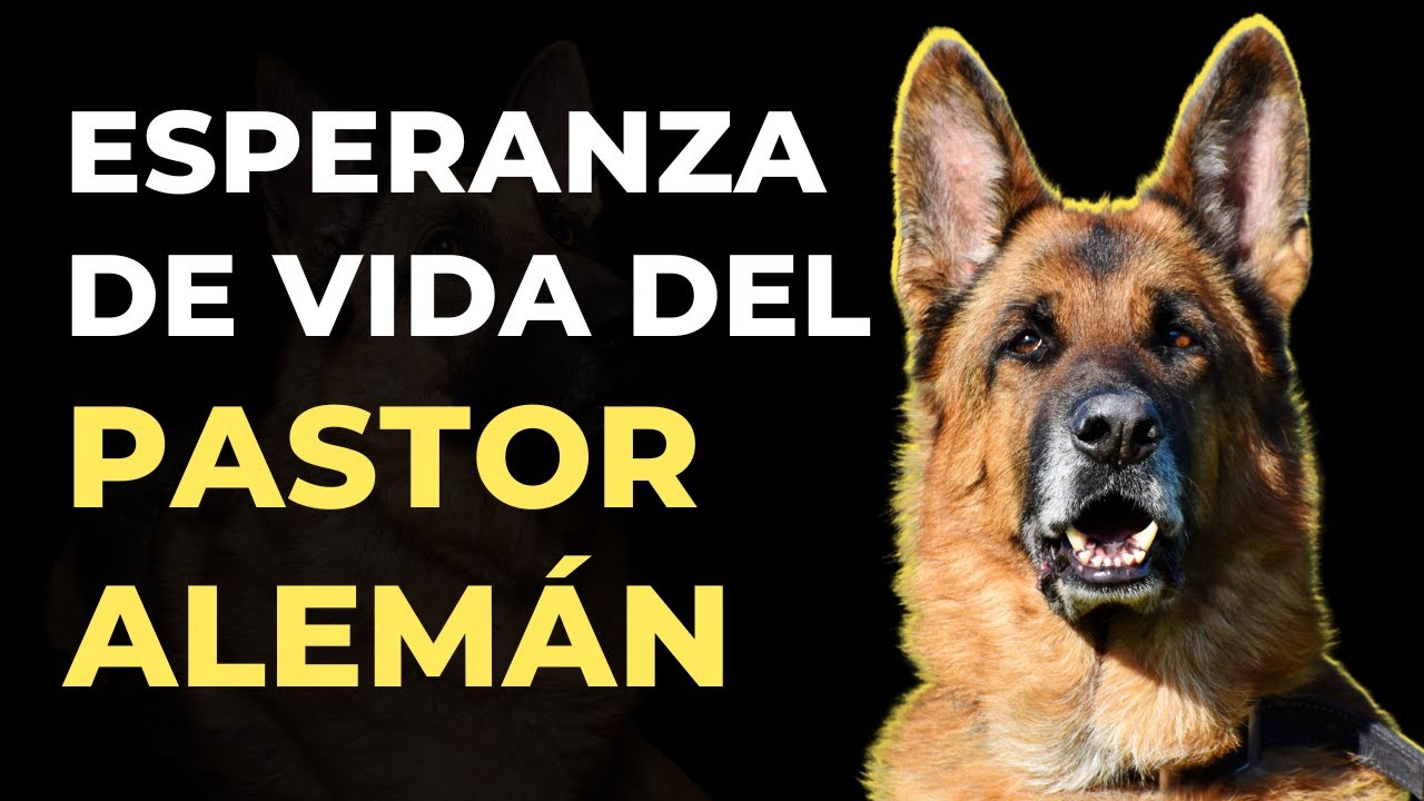 Donde Vive El Pastor Aleman