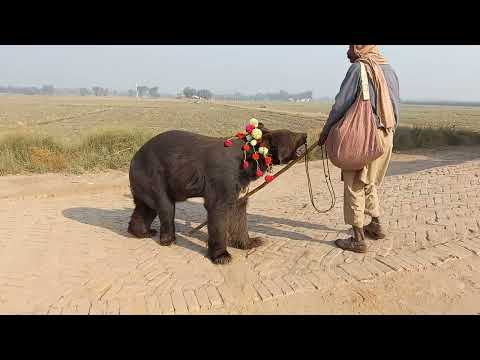 Reach ka tamasha | Reach ka Dance | big bear in Pakistan | subscribe channel | mely zindgi dy