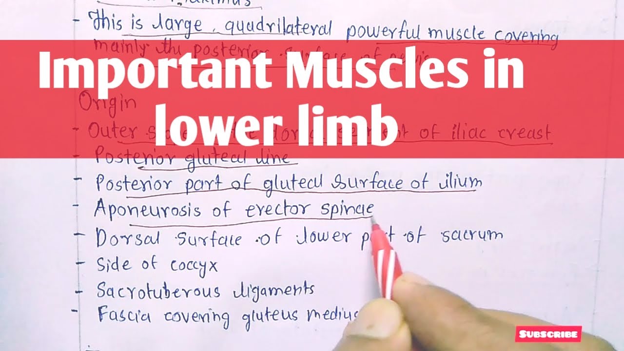 Important Muscles of lower lime as per University Exam | Lower limb ...