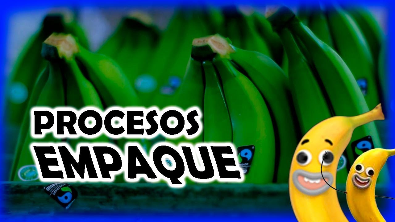 Proceso de empaque de BANANO para exportación babana agricultura - YouTube
