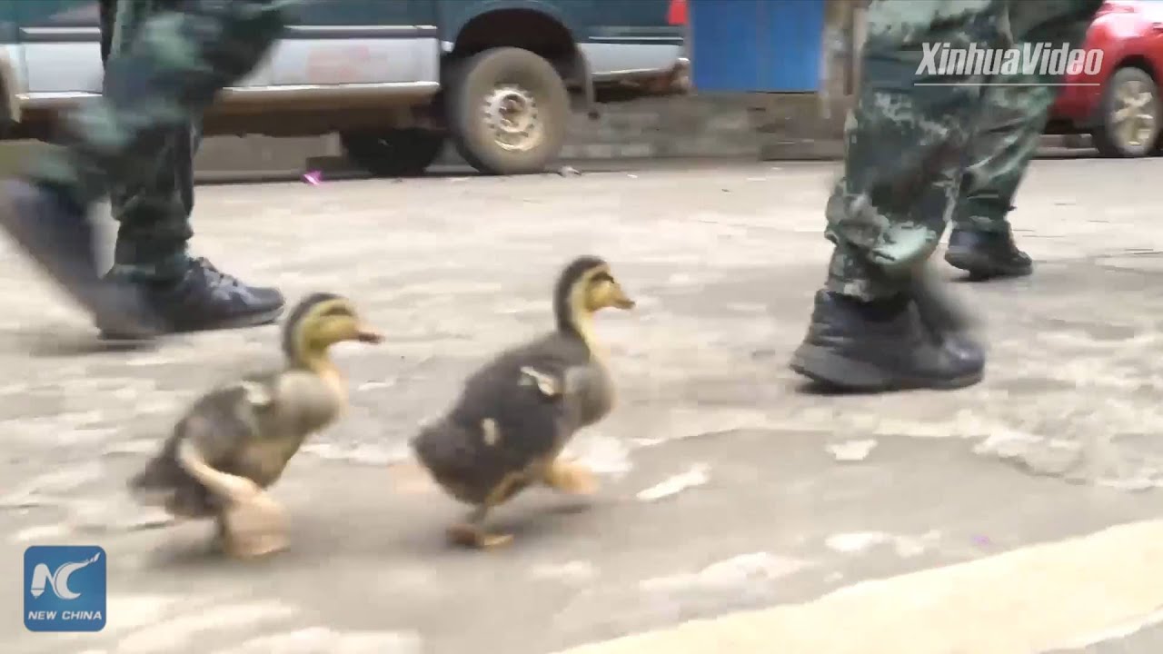 Armed police joined by ducks during training in Hainan, China - YouTube