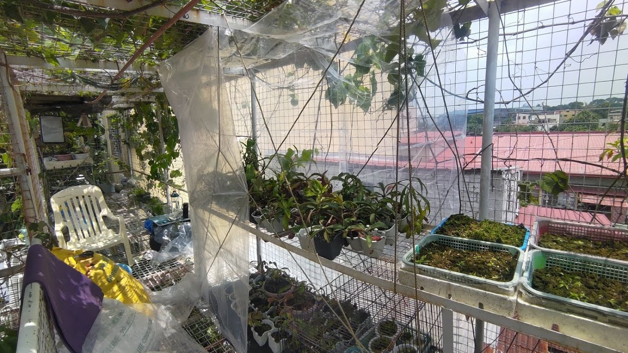 Temporary Humidity Dome for acclimation - YouTube