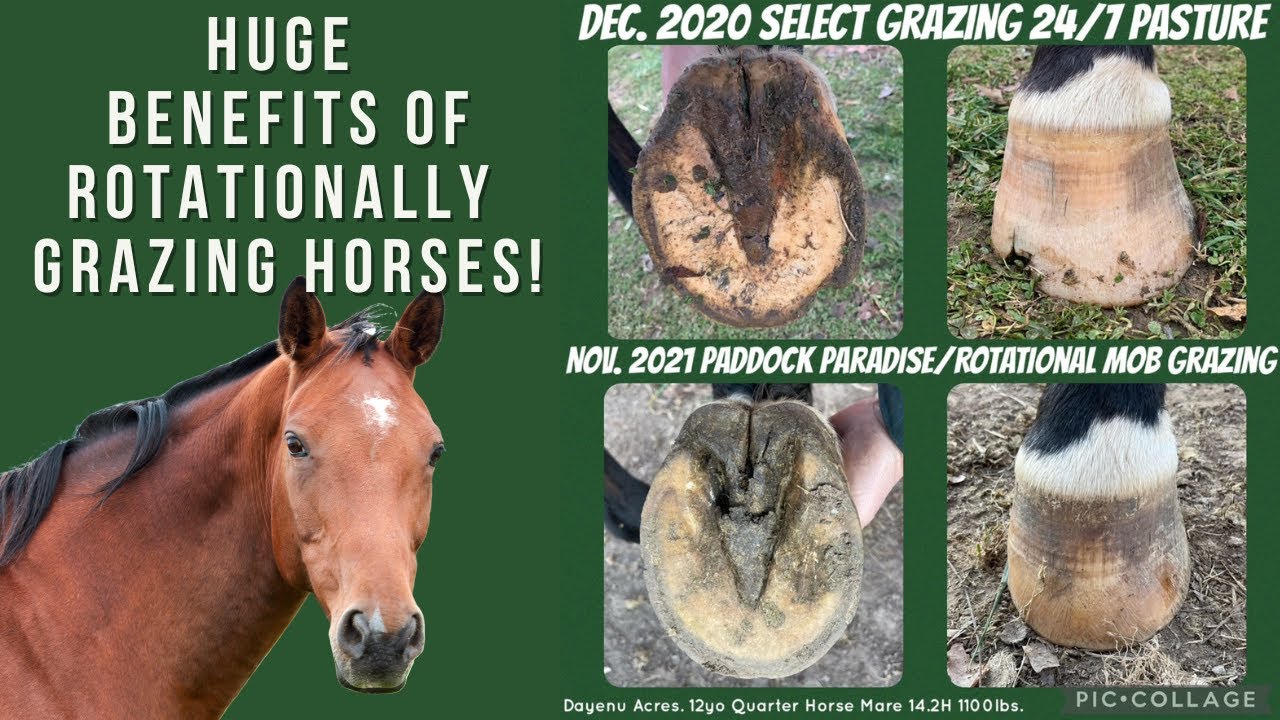 Secrets of Rotational Grazing for Horses - YouTube