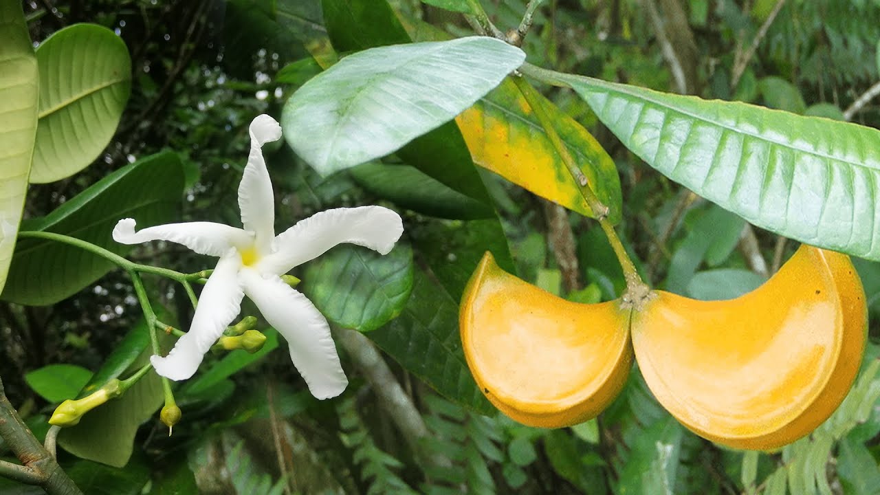 Forbidden Fruit Tree | Eve's Apple | Divi kaduru (Tabernaemontana ...