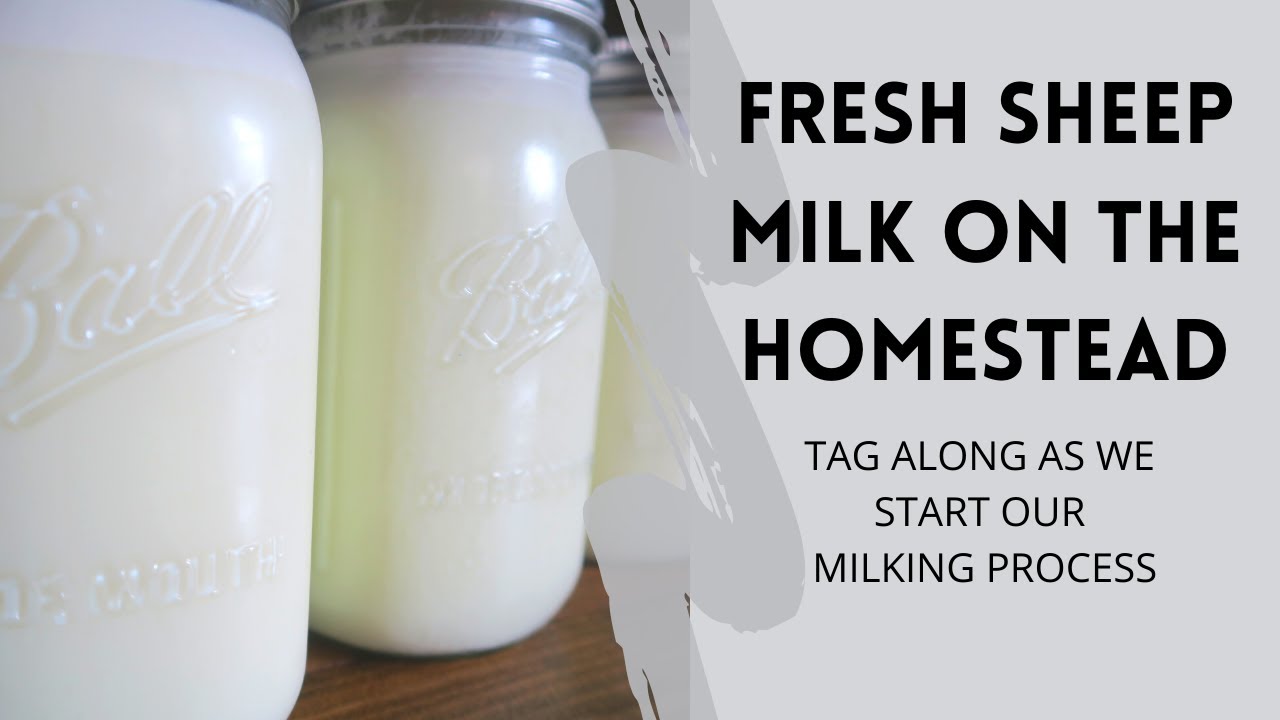 Fresh Sheep Milk on the Homestead - Our Milking Process - YouTube
