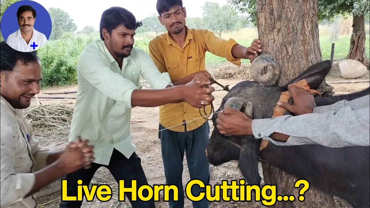 Live Horn Cutting सींग काटने का गजब तरीका ।। How to cut horns in ...