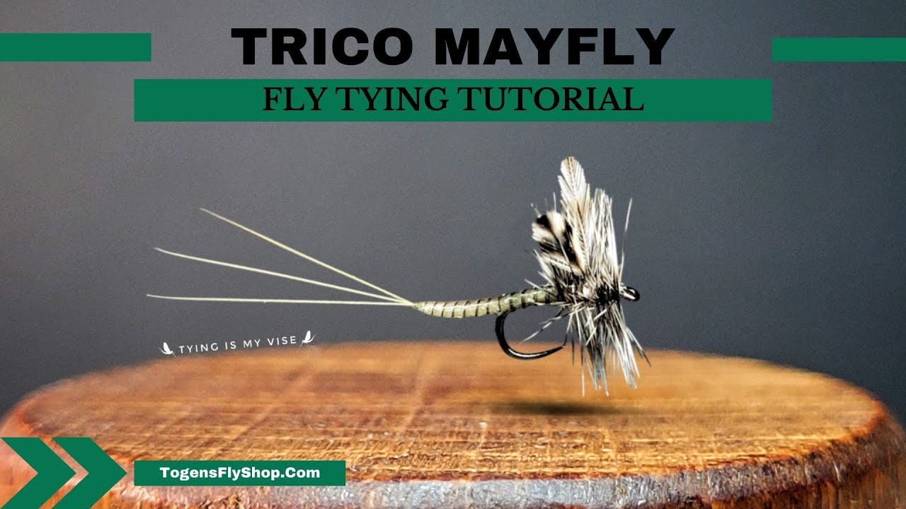 The Trico Mayfly - YouTube