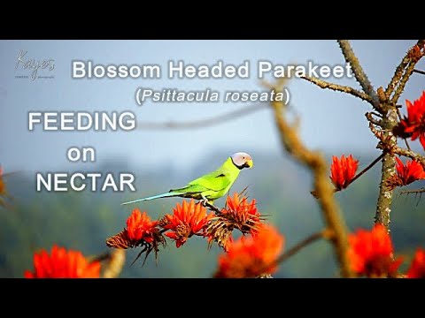 Blossom Headed Parakeet Psittacula roseata FEEDING on NECTAR - YouTube
