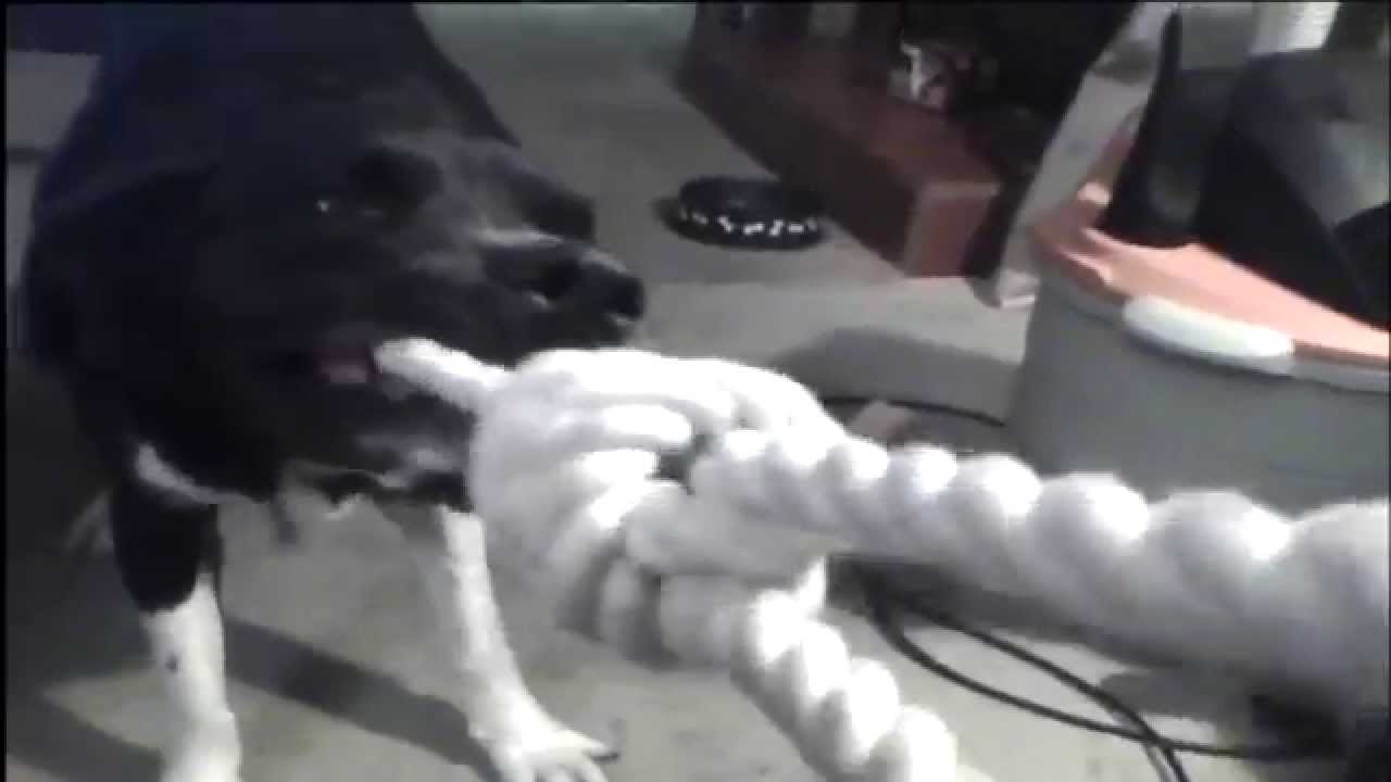 Guy Punches his own face playing with dog! - YouTube