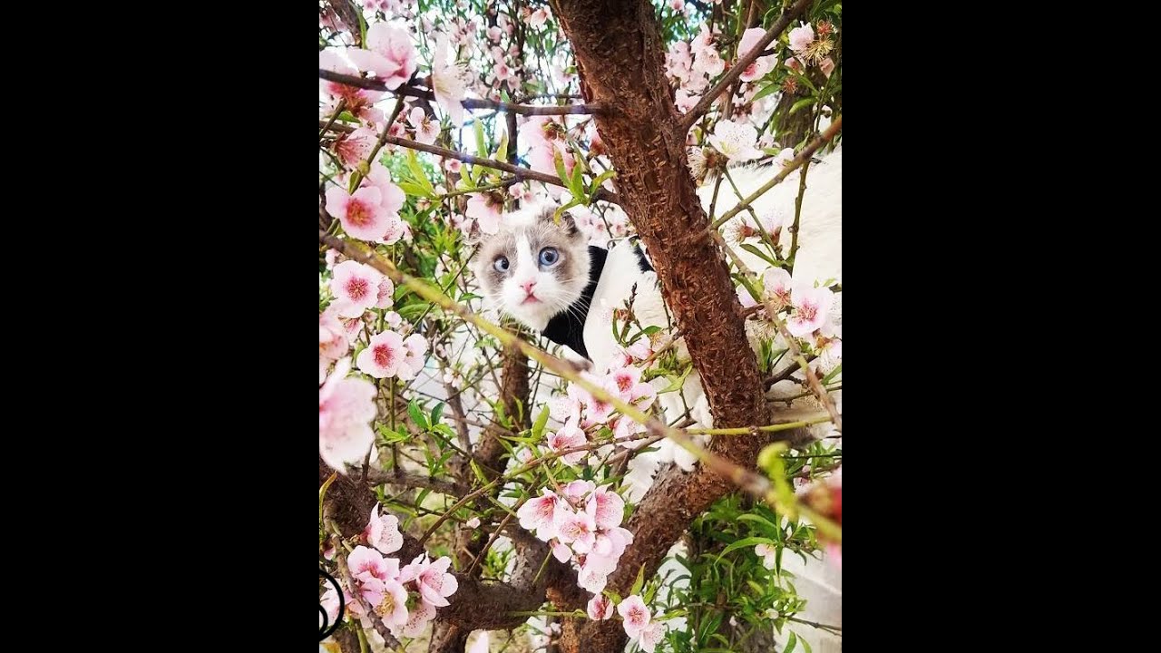 Meet Dumbo the adorable cat - YouTube